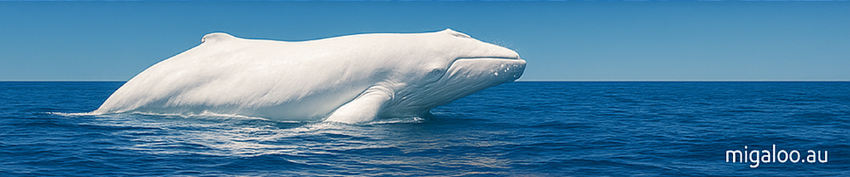 Migaloo - part of the Australian Tourism Foundation - 72s.au network